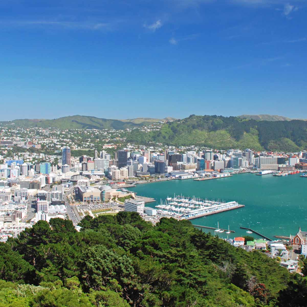 Local SEO NZ: How to Improve Your Local Visibility